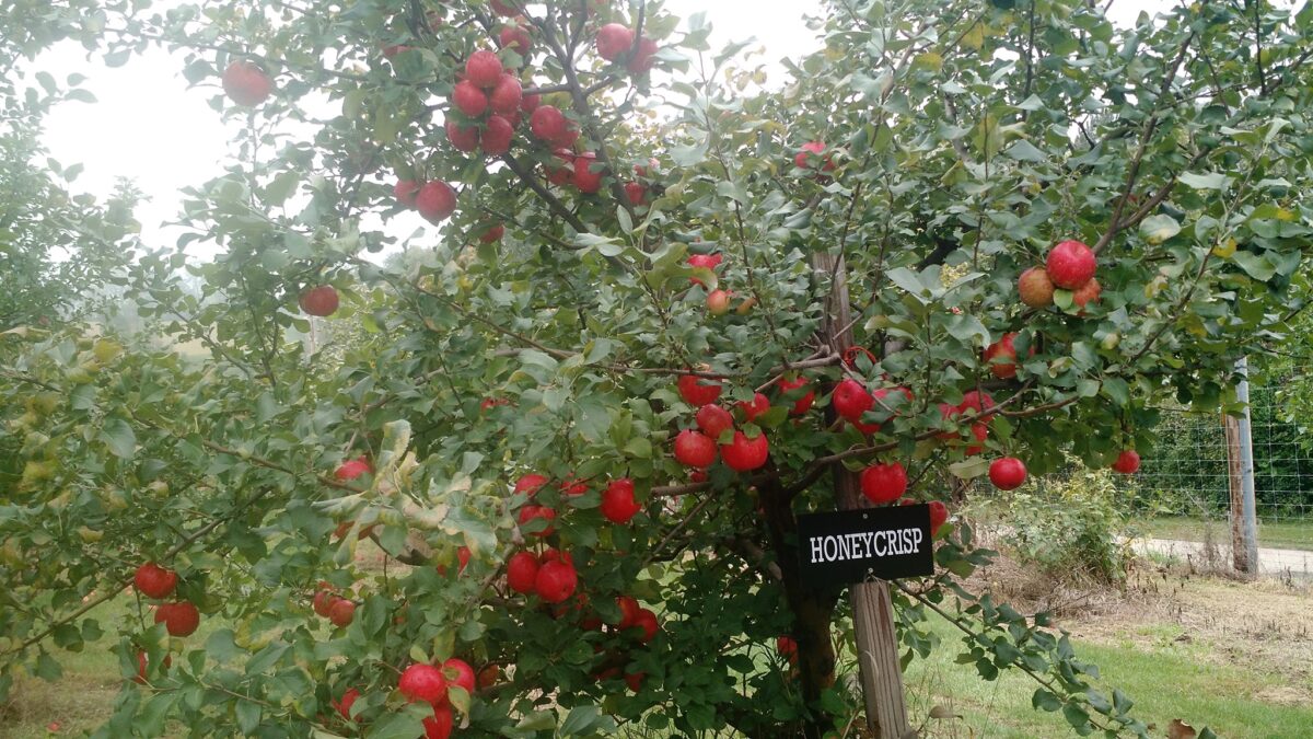 La Crosse Area Guide to Apple Orchards | La Crosse Local