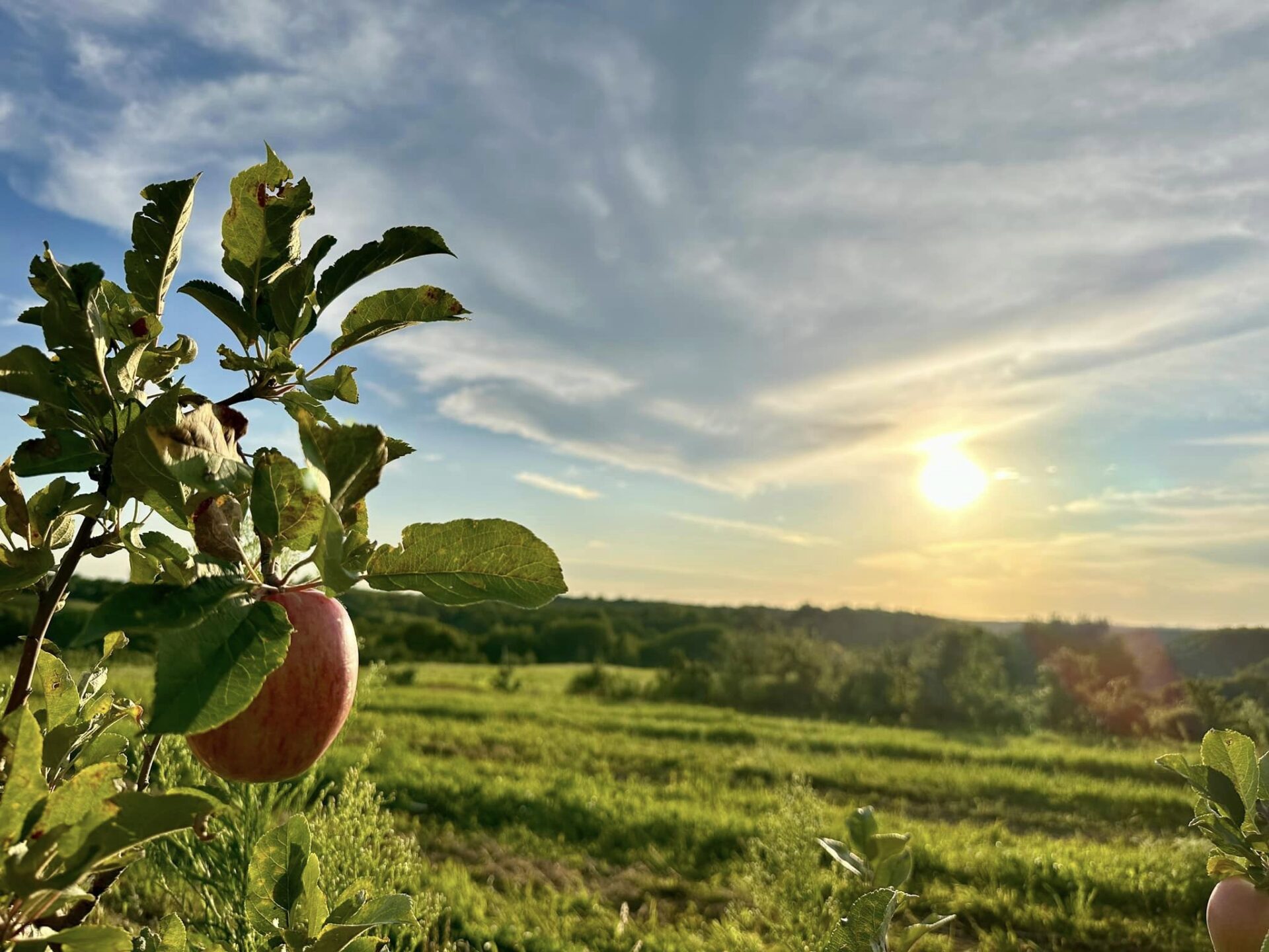 La Crosse Area Guide to Apple Orchards | La Crosse Local