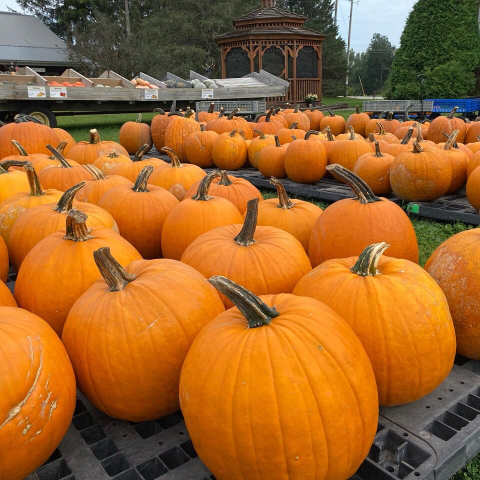 La Crosse Area Guide to Pumpkin Patches | La Crosse Local