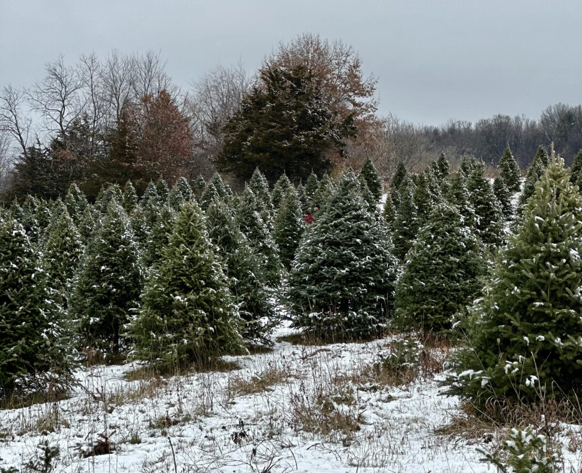 6 Christmas Tree Farms in the La Crosse Area | La Crosse Local